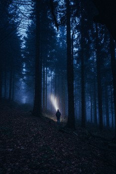 Wallpaper Darkness, Forest, Nature, Tree, Natural Environment ...