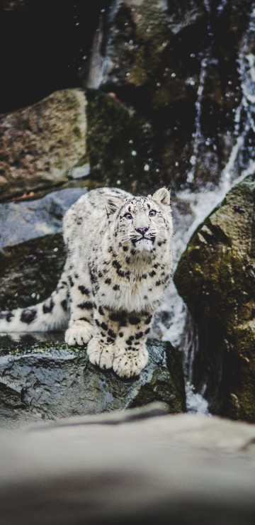 clouded leopard wallpaper iphone