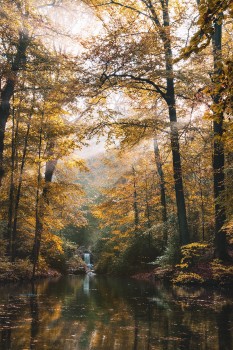 Wallpaper Tree, Nature, Forest, Natural Landscape, Natural Environment ...