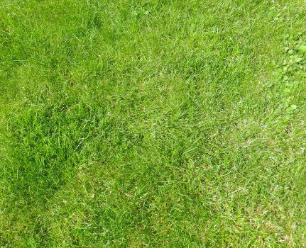 Kostenlose Hintergrundbilder Tagsüber Grüne Wiese, Bilder Für Ihren ...