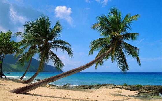 Wallpaper Palm Tree on Beach Shore During Daytime, Background ...