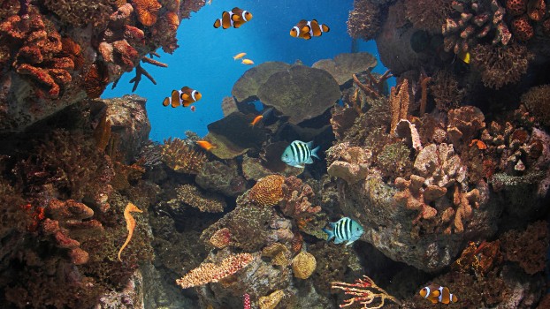 Wallpaper School of Fish in Water, Background - Download Free Image