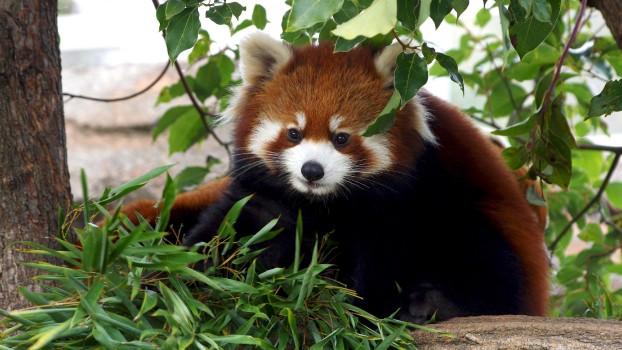 Wallpaper Giant Panda, Red Panda, Cuteness, Head, Plant, Background ... Wallpaper Giant Panda, Red Panda, Cuteness, Head, Plant, Background ...