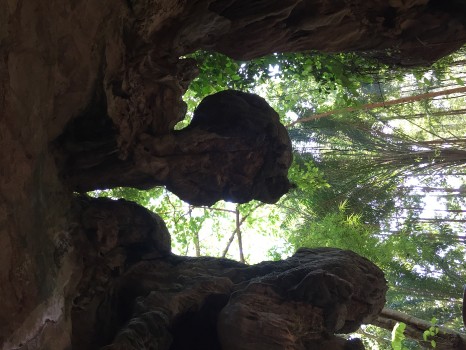Wallpaper Tree, Old Growth Forest, Biology, Science, Tints and Shades ...