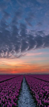 Wallpaper Tulip, Flower, Cloud, Plant, Ecoregion, Background - Download ...