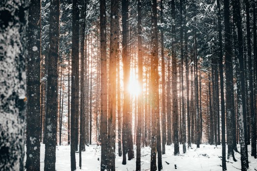 Wallpaper Tree, Snow, Winter, Nature, Forest, Background - Download ...