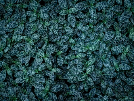 Wallpaper Leaf, Green, Pattern, Plant, Botany, Background - Download ...