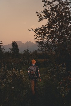 暮光之城, 性质, 森林, 早上, 草 高清壁纸，性质 图片，桌面背景和图片