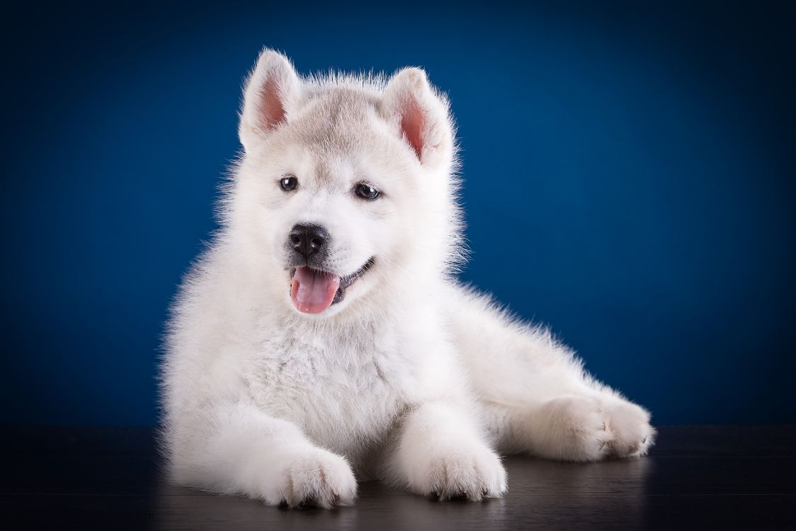 Fondos de Pantalla Cachorro de Husky Siberiano Blanco Tirado en el Suelo, Imágenes y Fotos Gratis