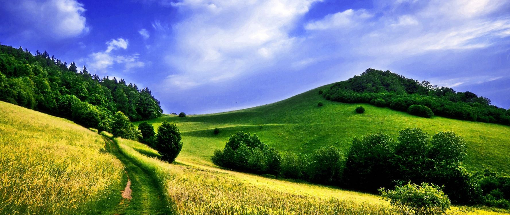 Fondos De Pantalla De Campo De Hierba 4k