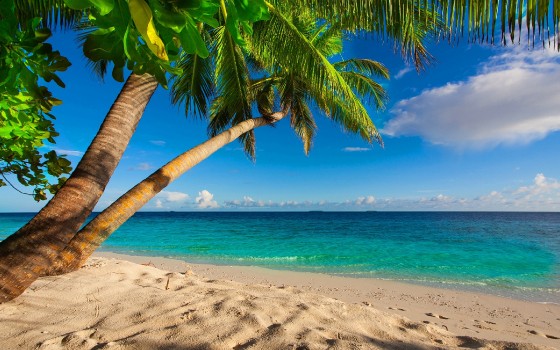 Wallpaper Palm Tree on Beach Shore During Daytime, Background ...