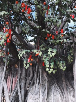 Wallpaper Tree, Leaf, Science, Plants, Biology, Background - Download ...