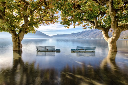 Wallpaper Green Tree Near Body of Water During Daytime, Background ...