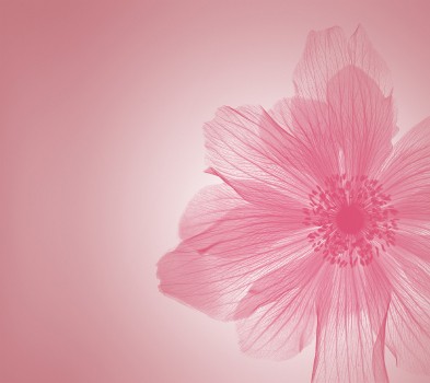 Wallpaper Huawei, Huawei Enjoy 7, Flower, Smartphone, Petal, Background ...