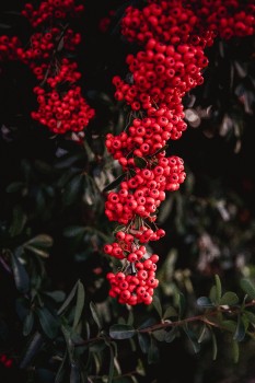 Wallpaper Red, Berry, Flower, Plant, Heteromeles, Background - Download ...