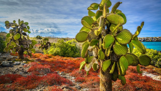 Les Fonds D écran Figue De Barbarie Plante Cactus île De Plaza Sud
