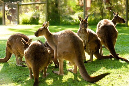 Wallpaper Three Brown Kangaroo on Green Grass Field During Daytime ...