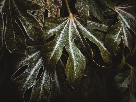 Wallpaper Plants, Leaf, Green, Plant, Botany, Background - Download ...