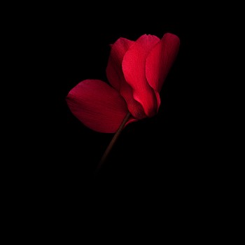 Wallpaper Huawei, Amoled, Huawei Mate, OLED, Huawei Mate RS, Full HD ...